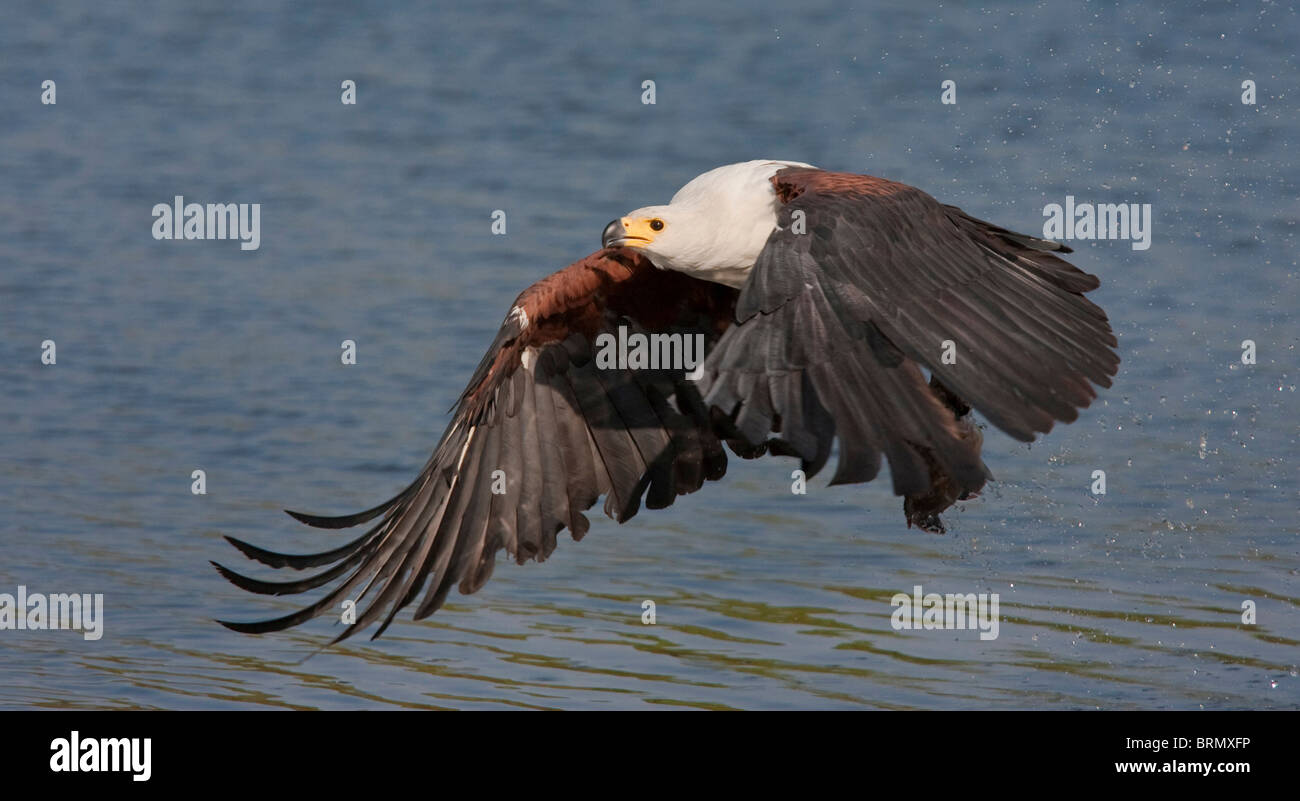 Voler avec des poissons Banque de photographies et d’images à haute ...