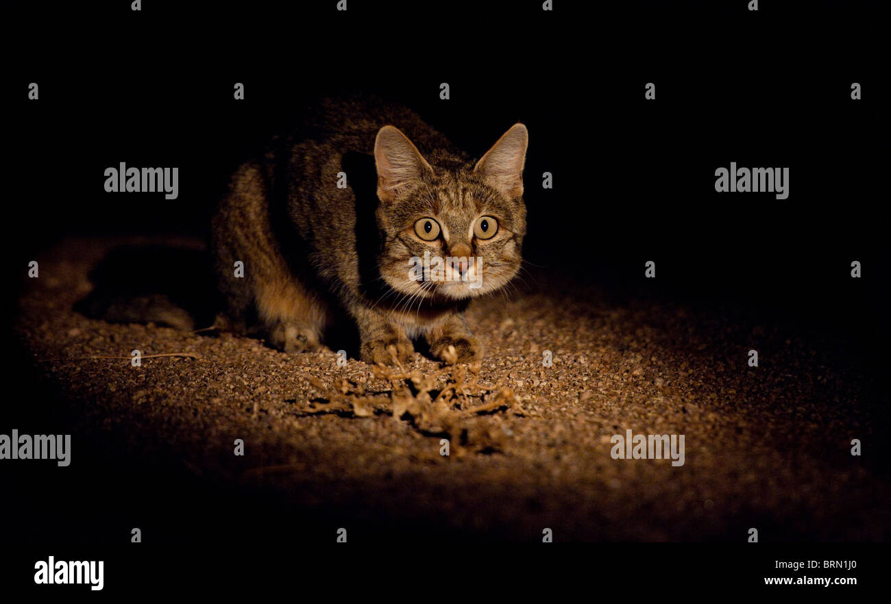 Chat sauvage africain Banque de photographies et d’images à haute ...