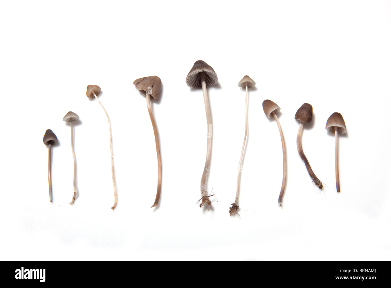 Les champignons magiques Psilocybe semilanceata) (ou 'Liberty Cap ...