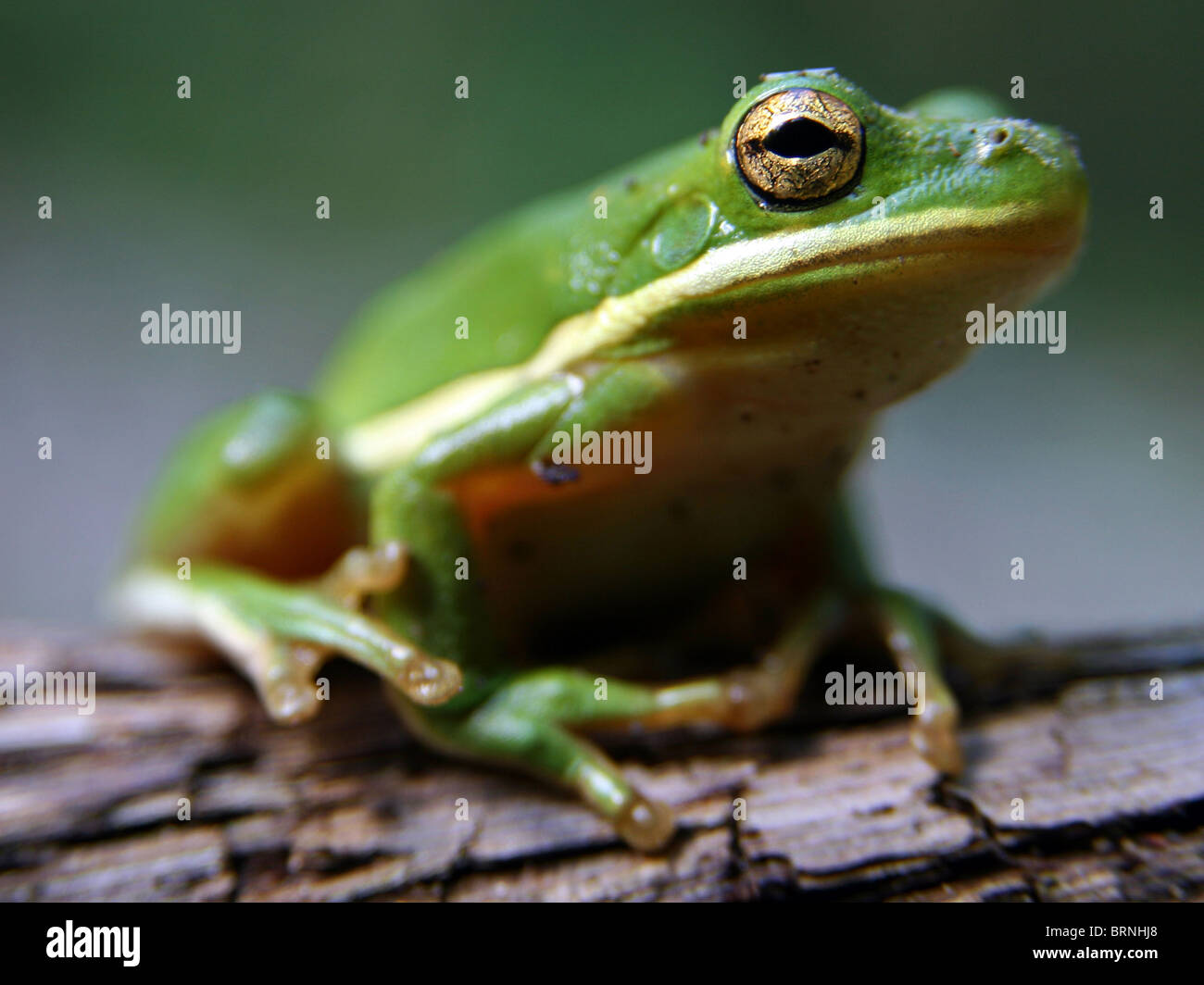 Rainette rainette Banque de photographies et d’images à haute ...