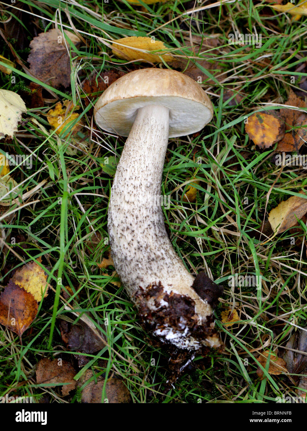 Champignons de bolets de bouleau brun Banque de photographies et d ...