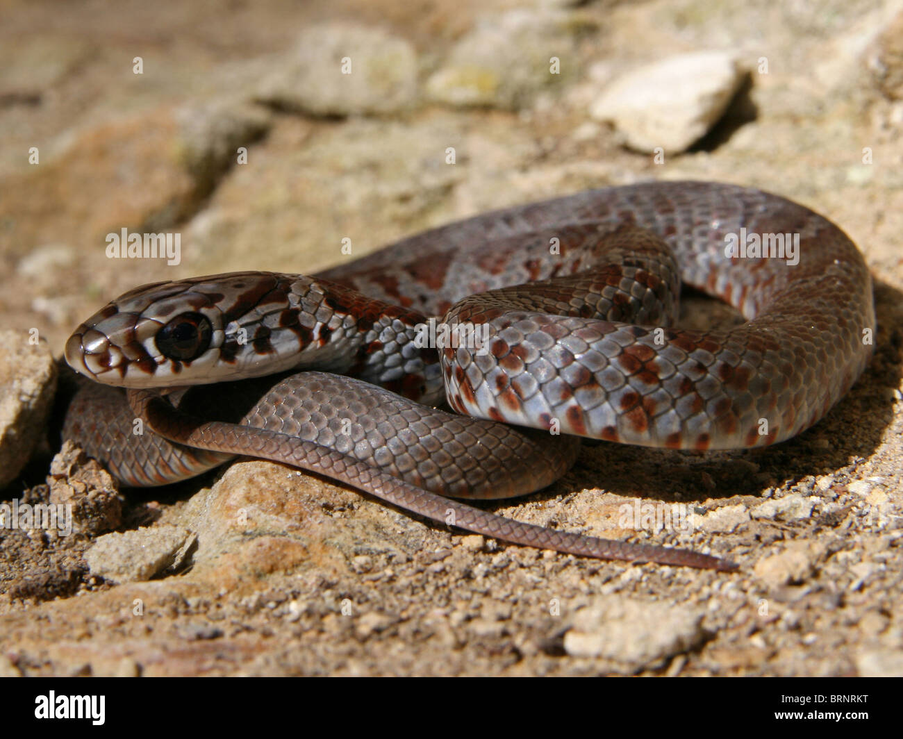 Coluber constrictor priapus Banque de photographies et d’images à haute ...