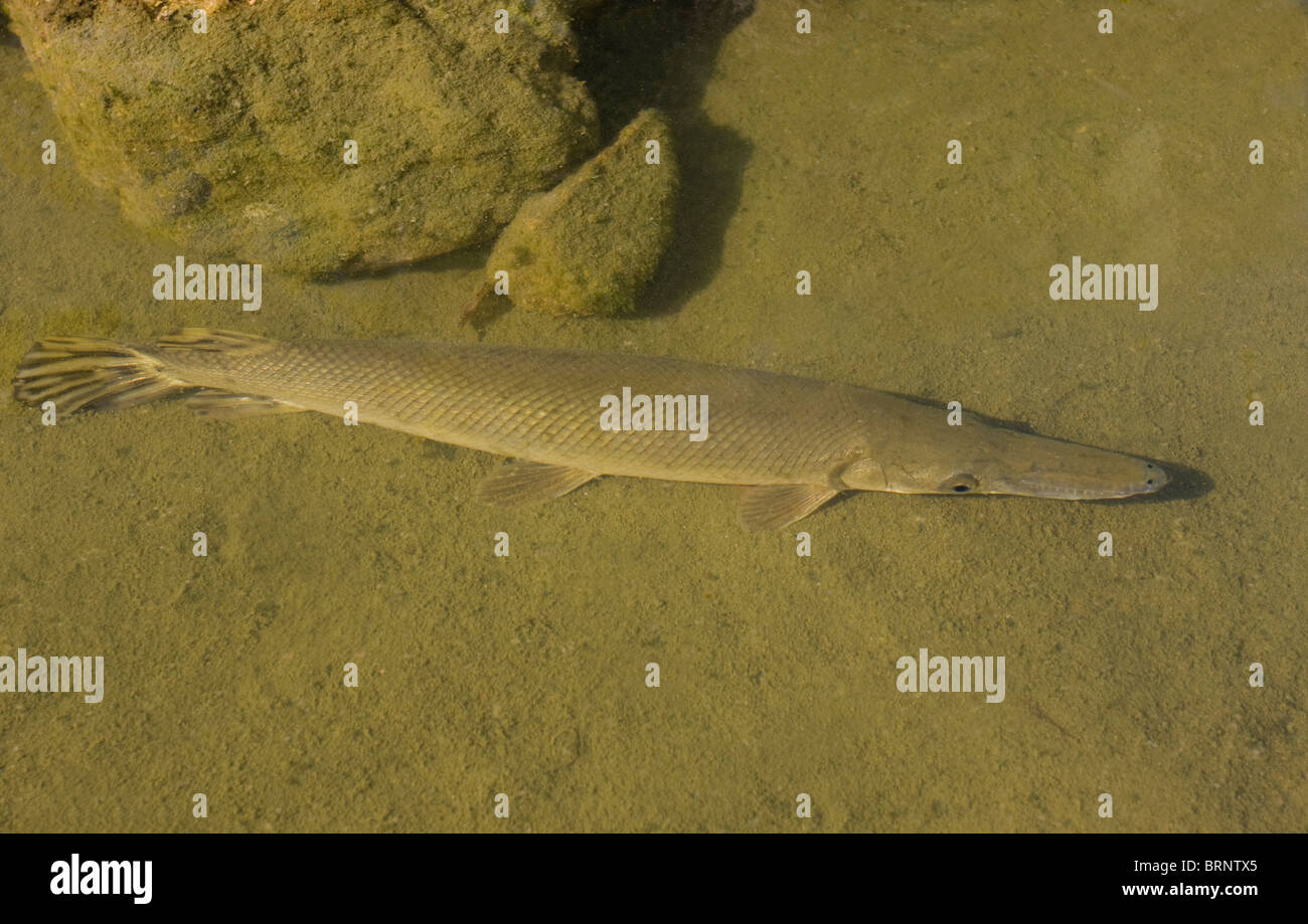 Alligator gar fish Banque de photographies et d’images à haute ...