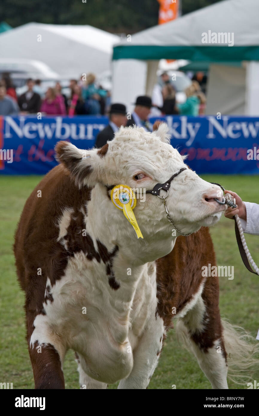 Arbre généalogique bull au Royal Berkshire Comté afficher près de ...