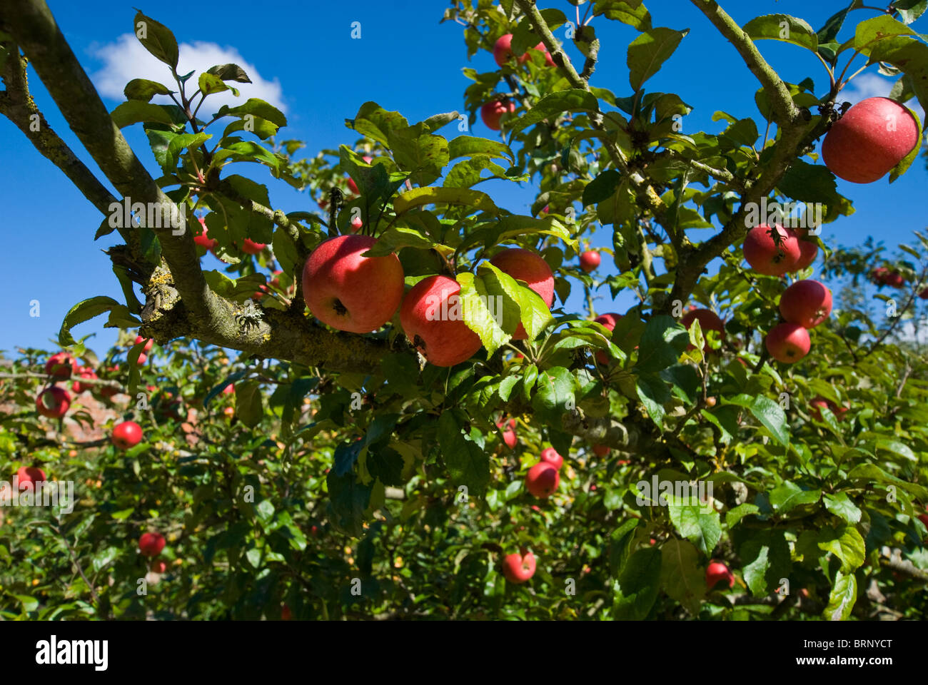 Old english apples Banque de photographies et d’images à haute ...