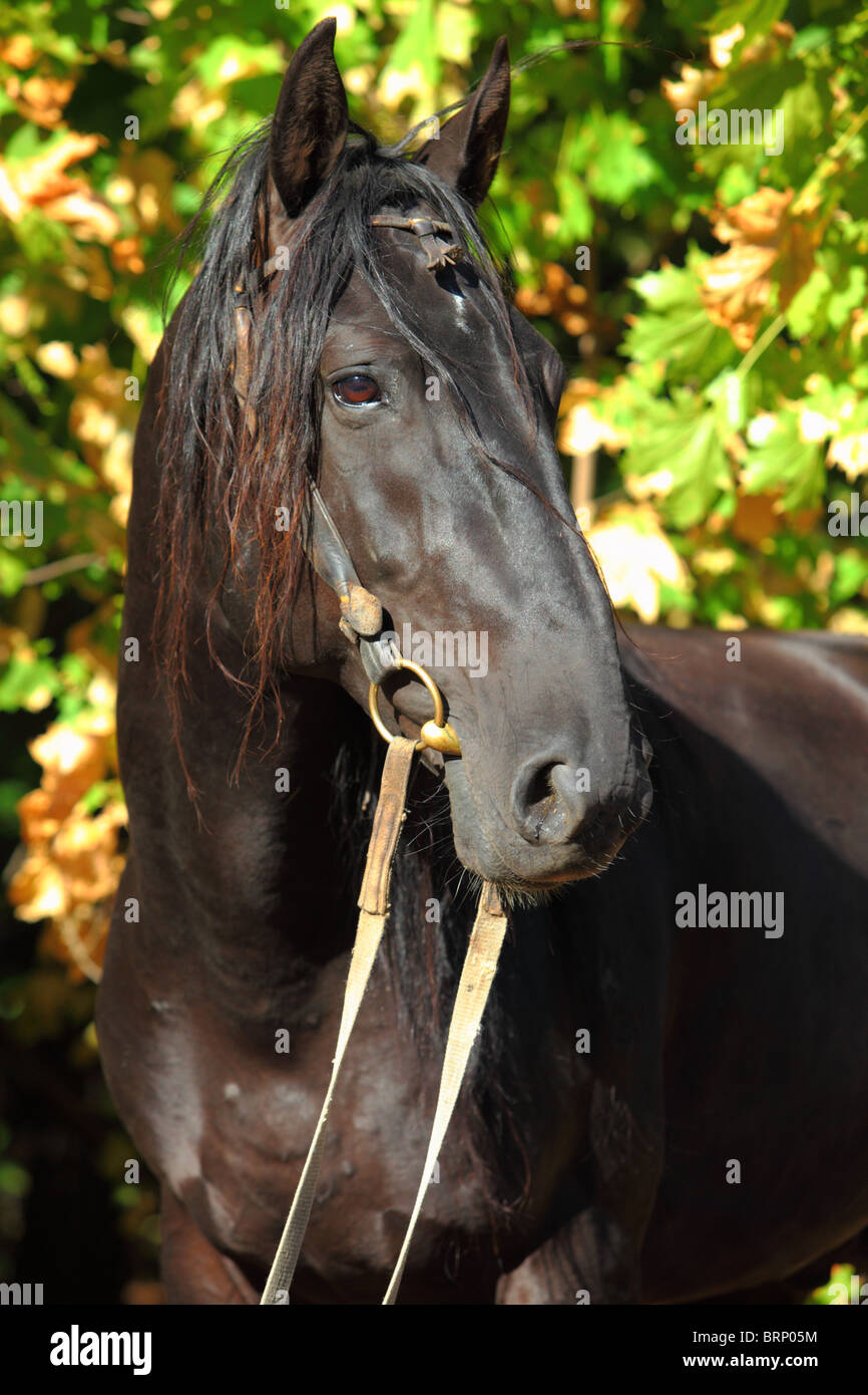 Portrait cheval noir Banque de photographies et d’images à haute ...