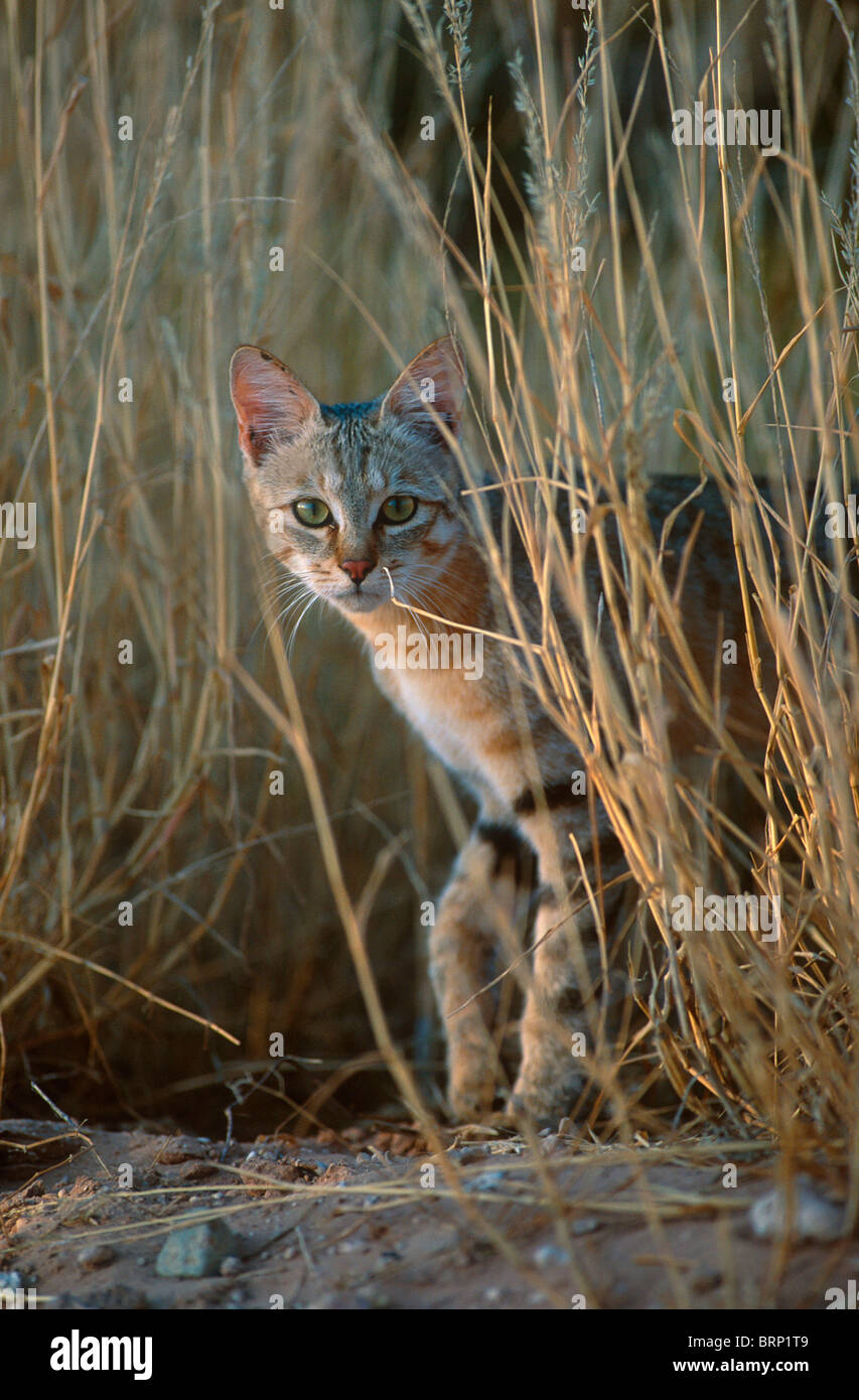 Le portrait d'un chat sauvage africain scrutant de tall grass veld sec ...