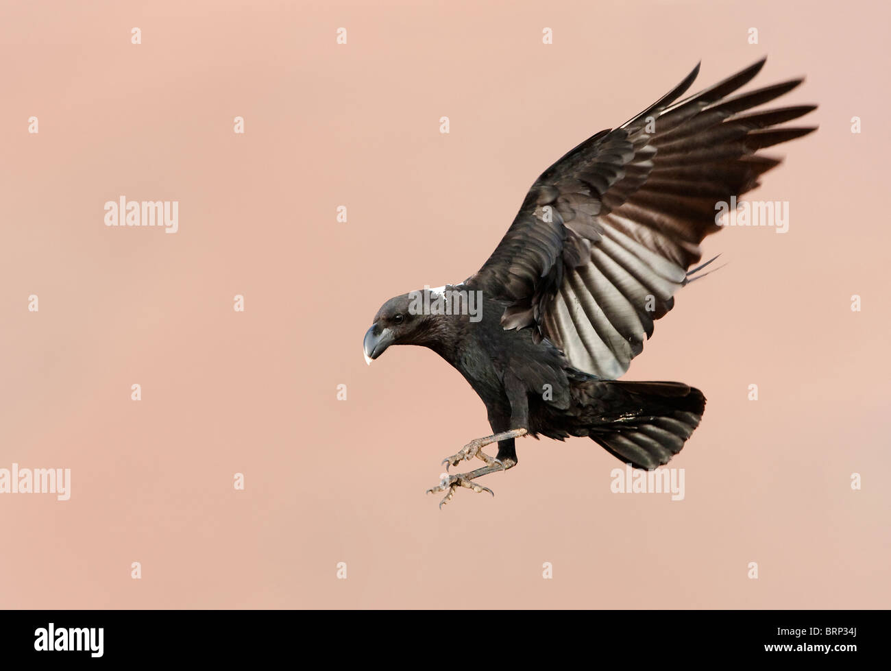 Corbeau en vol Banque de photographies et d’images à haute résolution ...