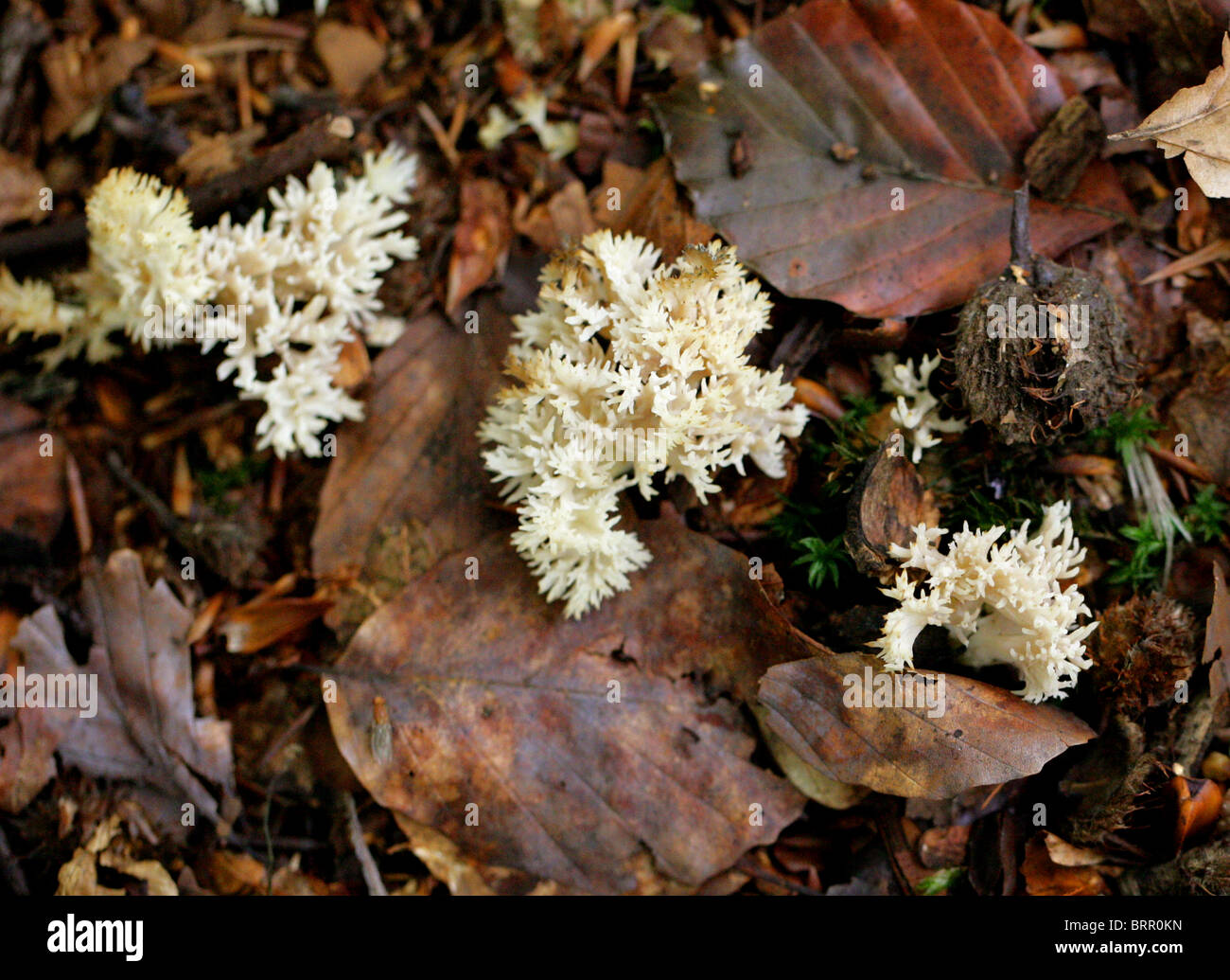 Champignons De Corail Blanc Banque d'image et photos - Alamy