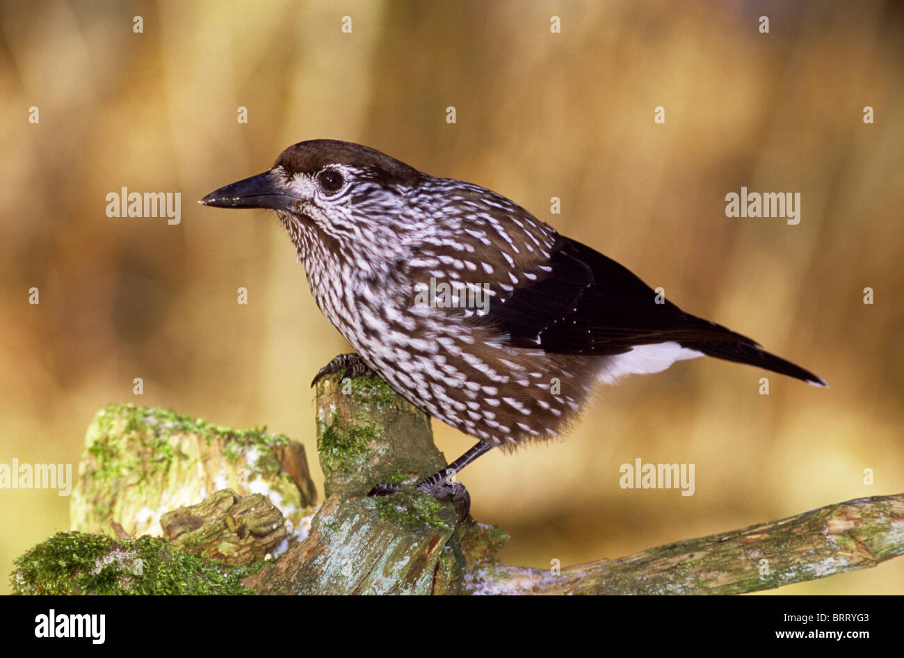 Casse noisette Banque de photographies et d’images à haute résolution - Alamy