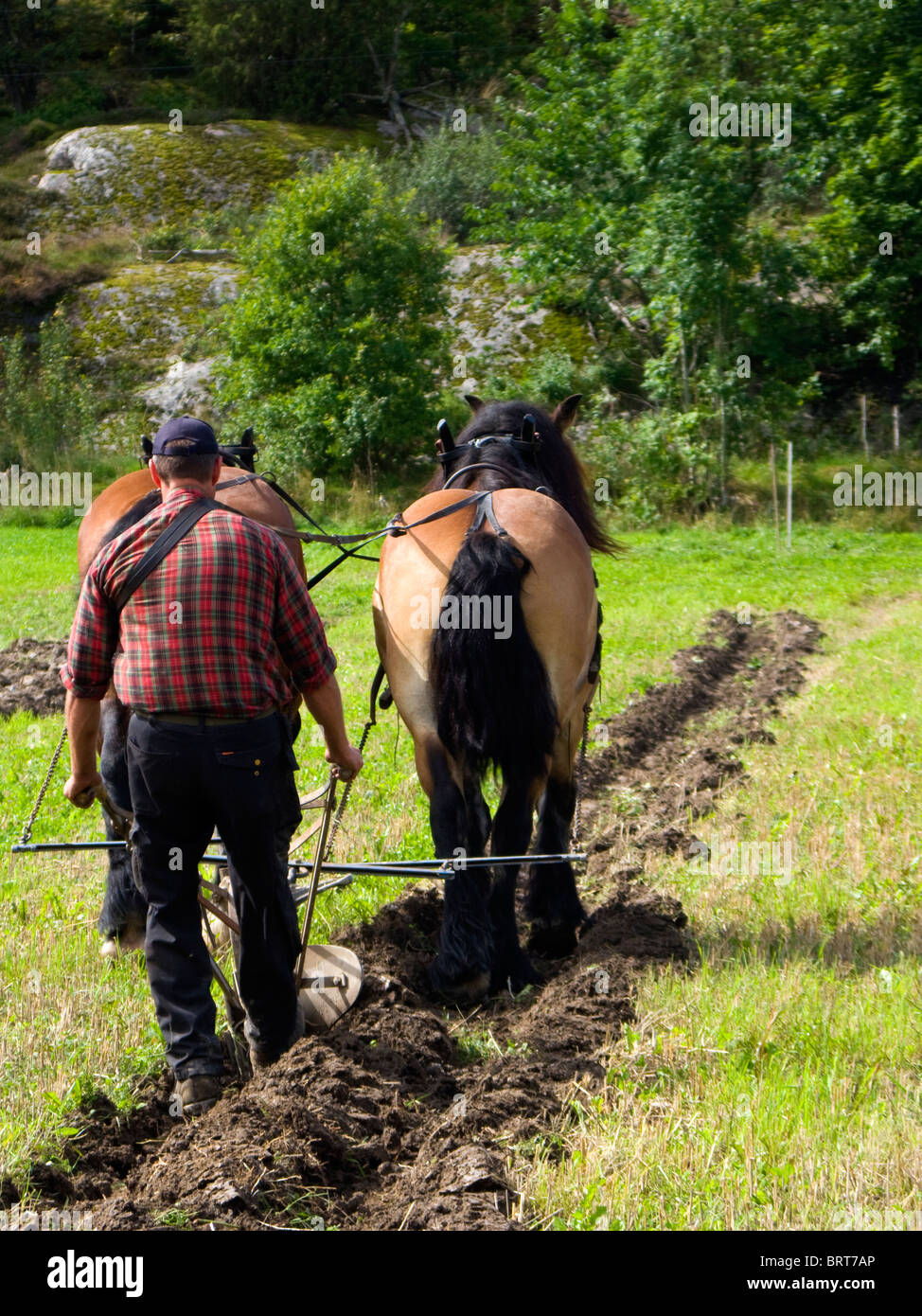 Labourer avec deux chevaux Banque de photographies et d’images à haute ...