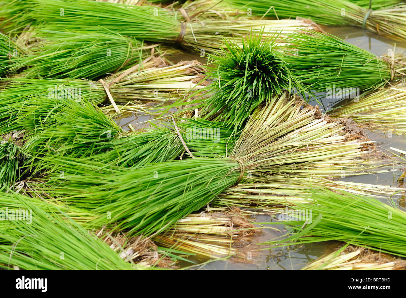 Rice paddy cambodia Banque de photographies et d’images à haute ...