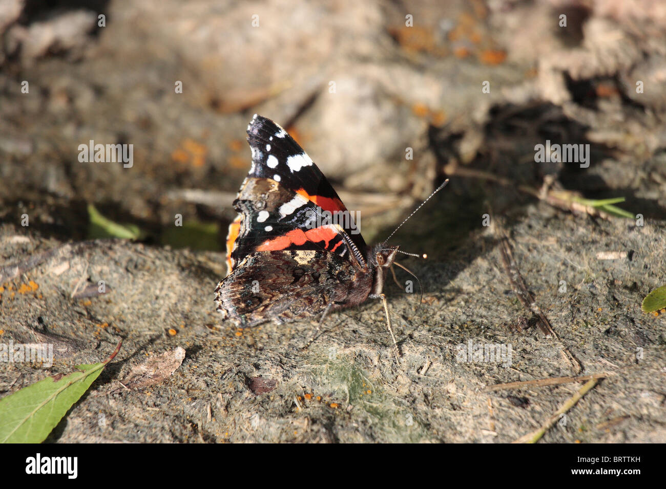 Images de papillon amiral rouge Banque de photographies et d’images à ...