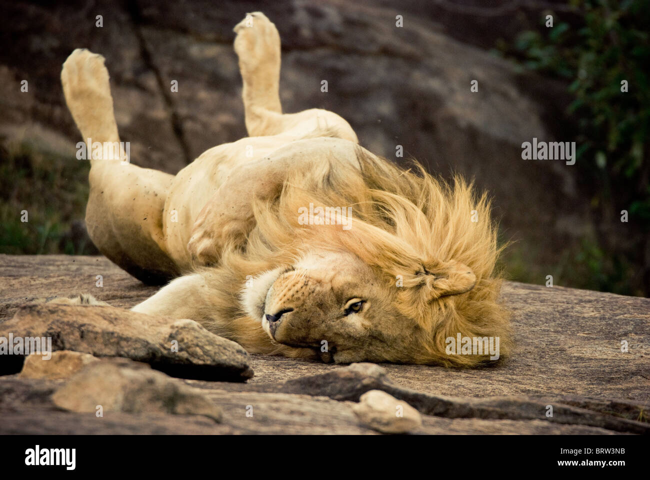 Lion qui se cache Banque de photographies et d’images à haute résolution - Alamy