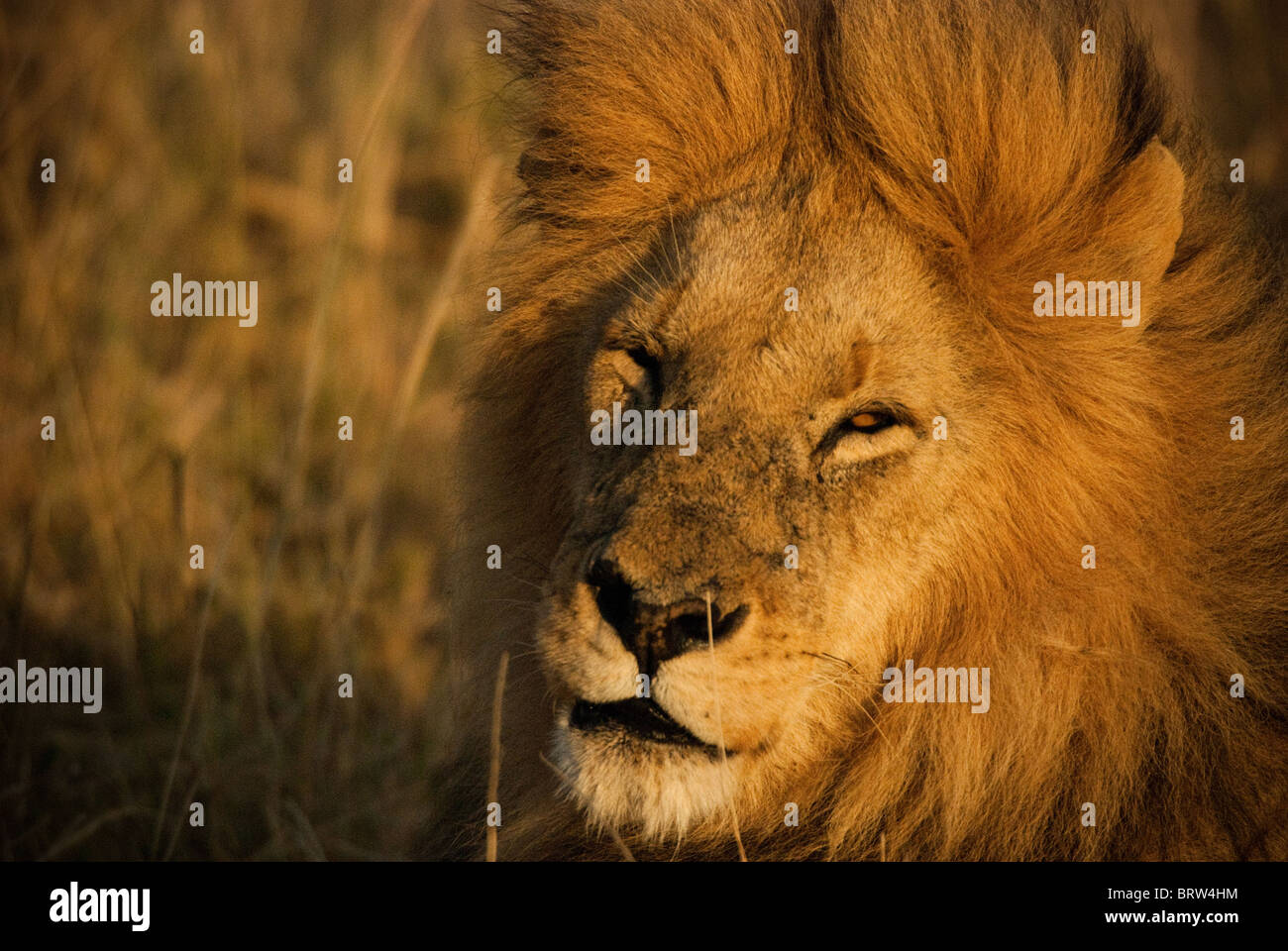 Lion louche Banque de photographies et d’images à haute résolution - Alamy