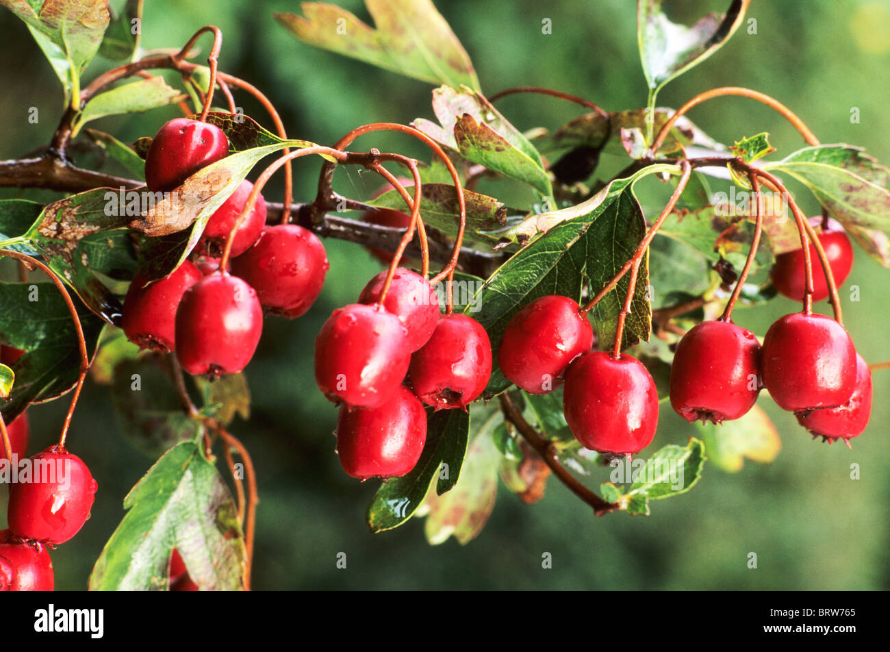 Crataegus monogyna aubépine commune, baies, fruits rouges fruits ...
