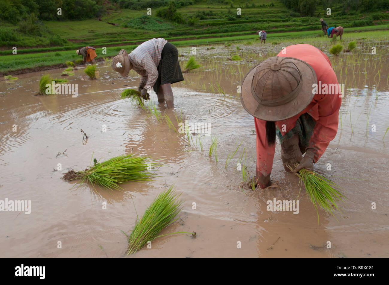 La plantation de pousses de riz femme dans des rizières inondées ...