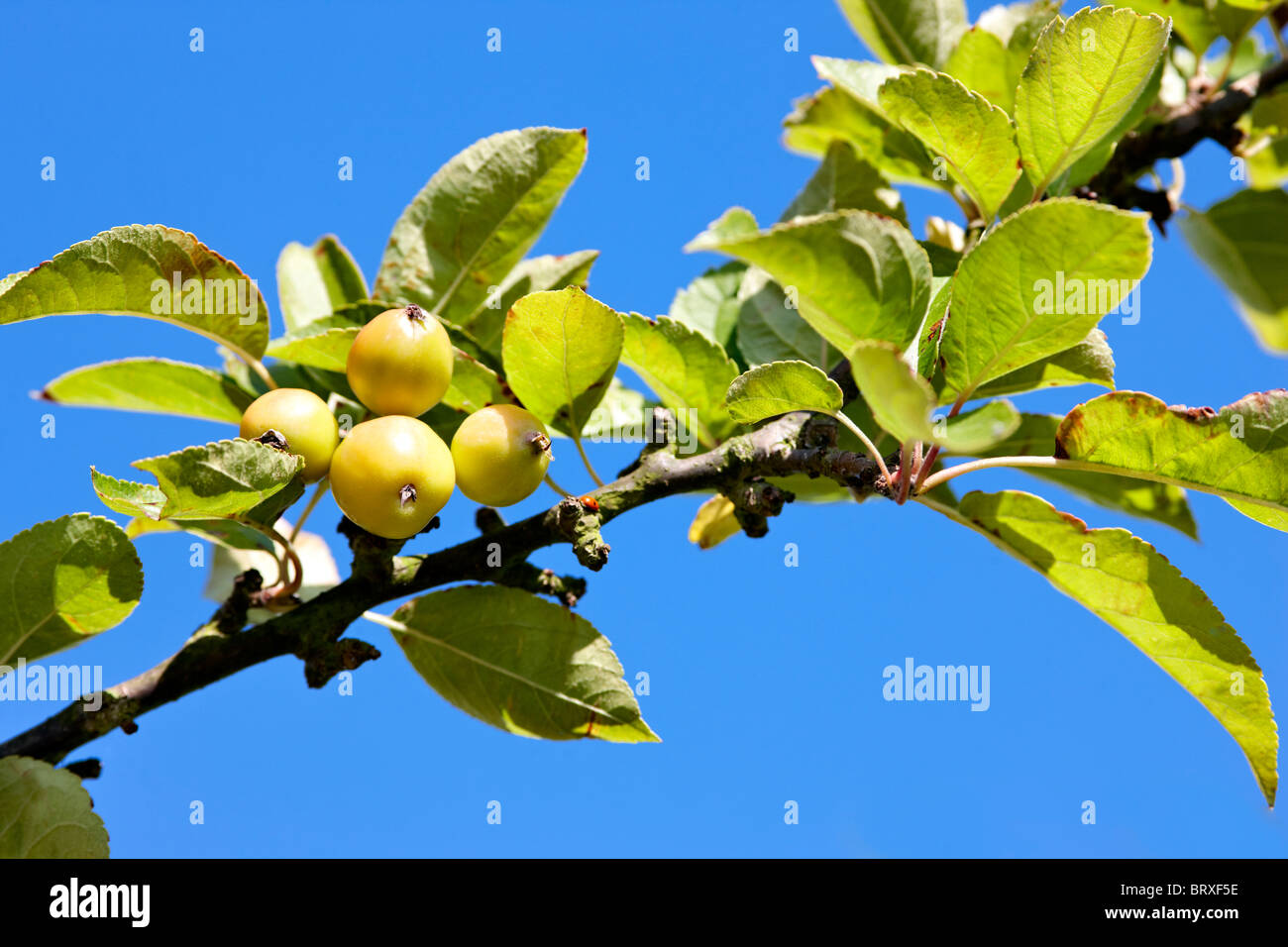 Golden hornet Banque de photographies et d’images à haute résolution ...