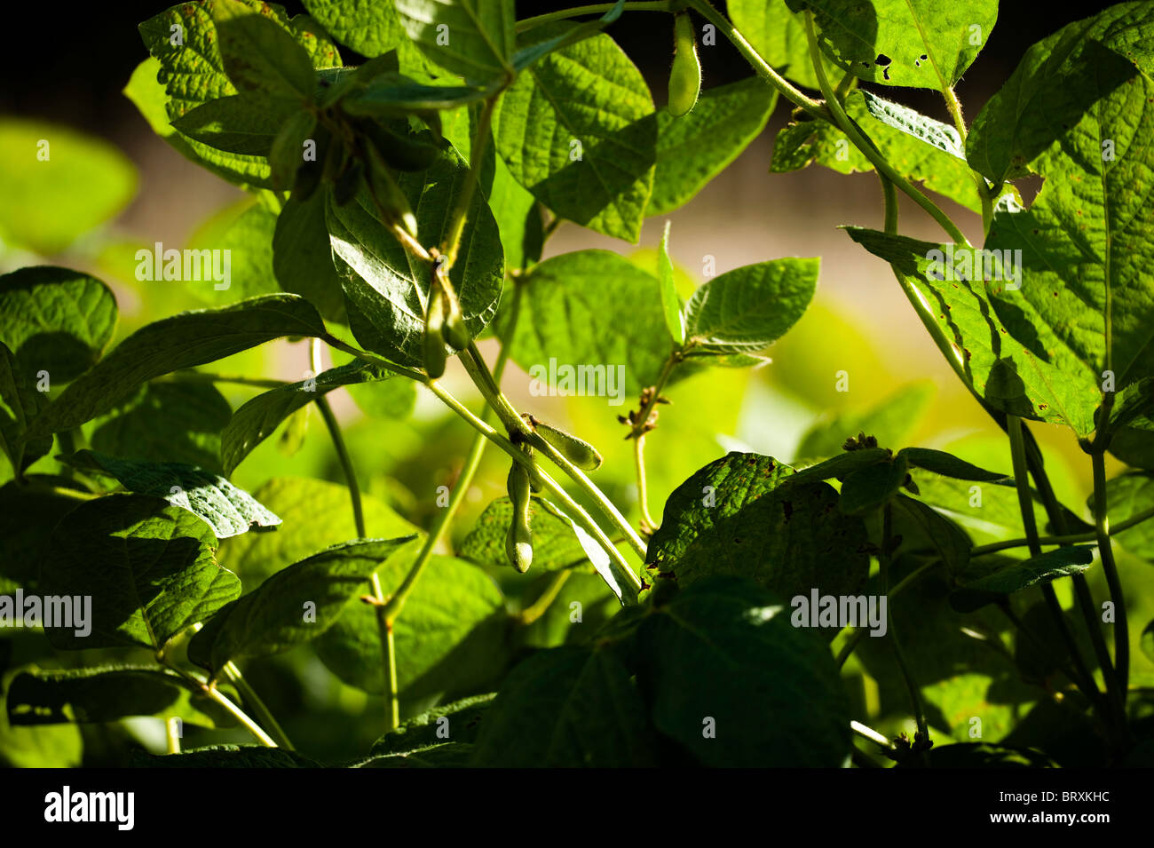 Plante edamame Banque de photographies et d’images à haute résolution ...