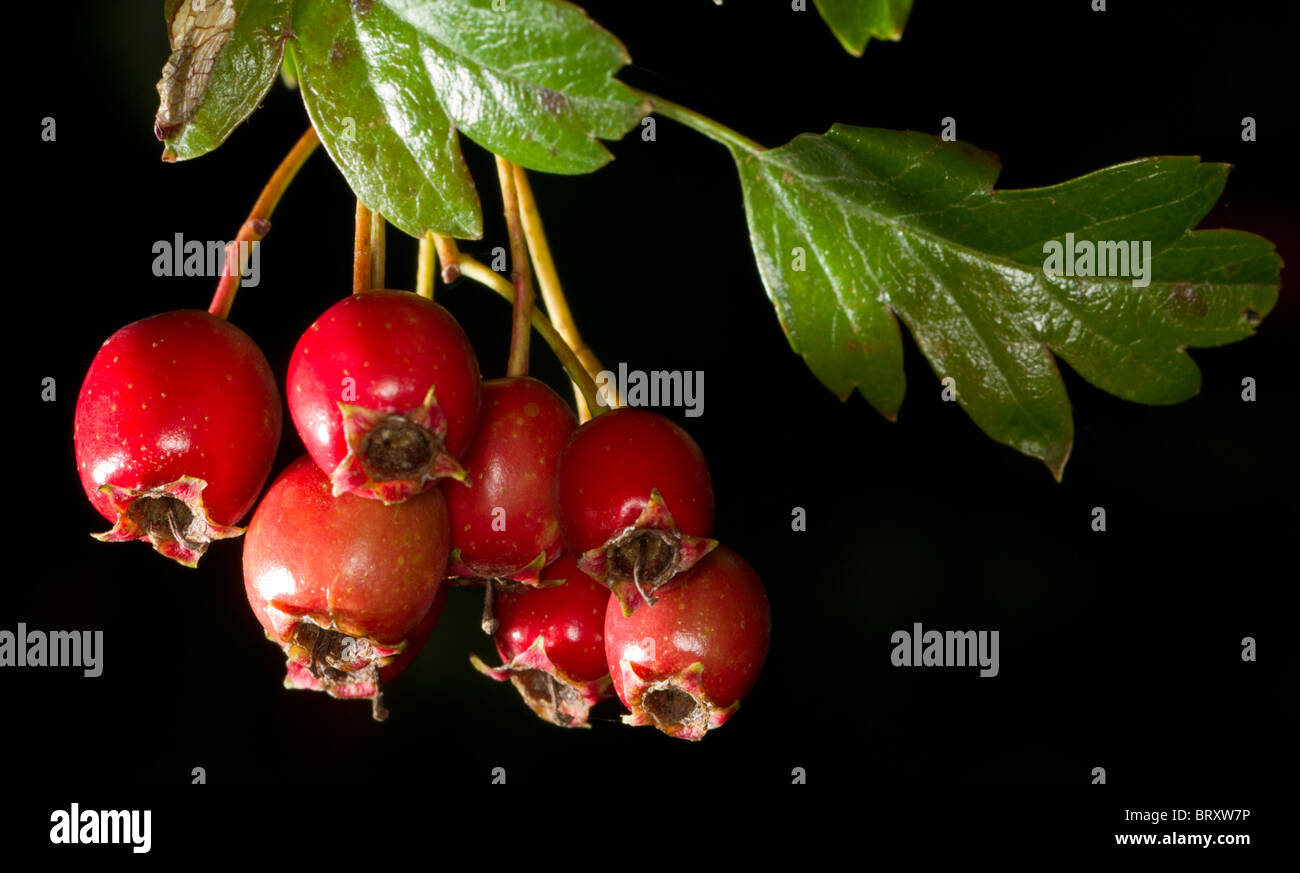 Crataegus species Banque de photographies et d’images à haute ...