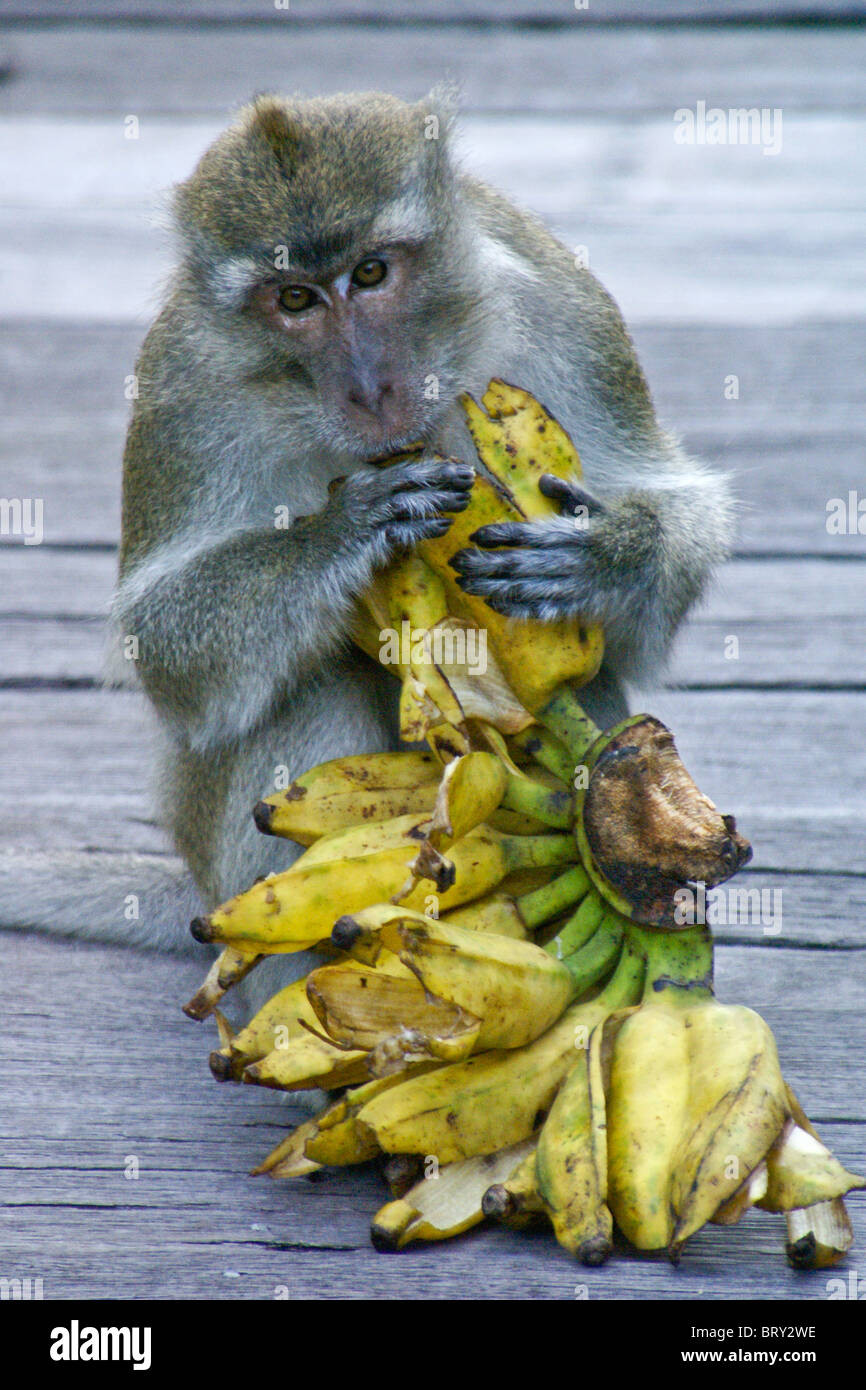 Singe mangeant des bananes Banque de photographies et d’images à haute ...