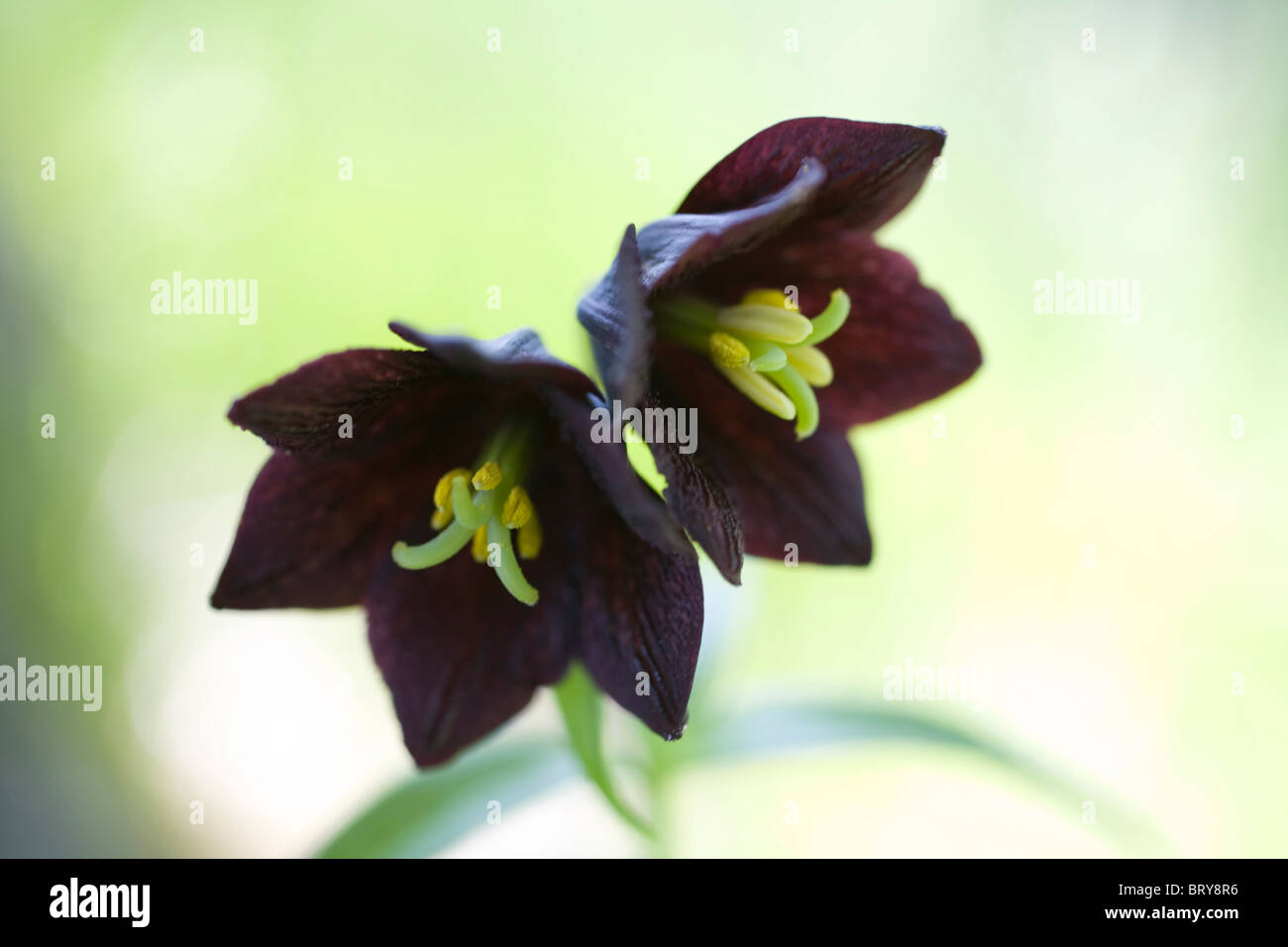 Lys noir Banque de photographies et d’images à haute résolution - Alamy