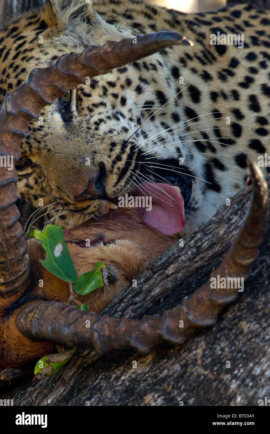 Leopard eating Banque de photographies et d’images à haute résolution ...