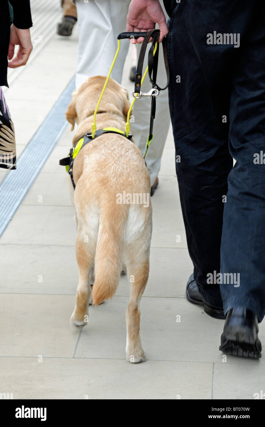 Guide dog Banque de photographies et d’images à haute résolution - Alamy