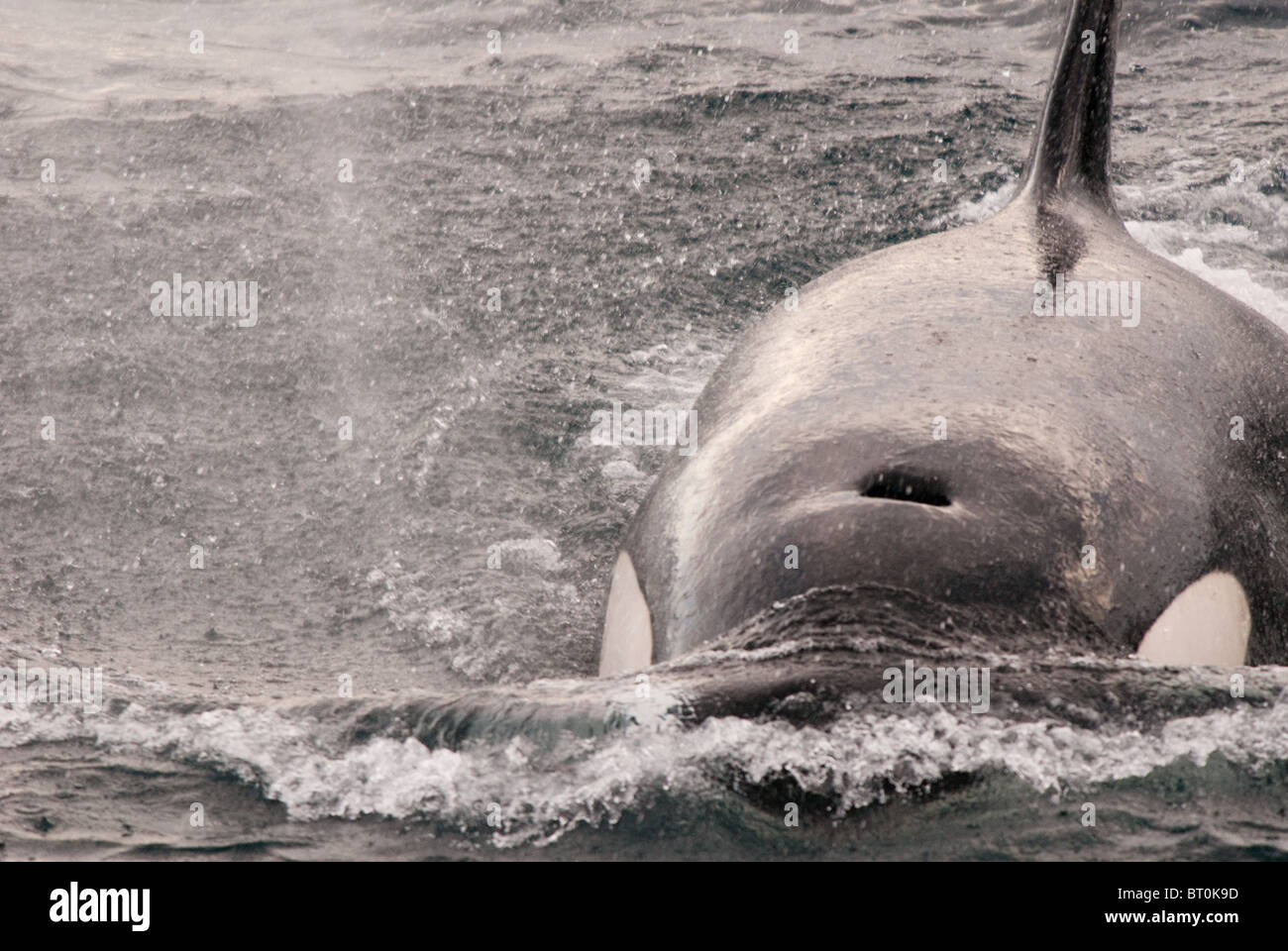 Orca orcinus orca Banque de photographies et d’images à haute ...