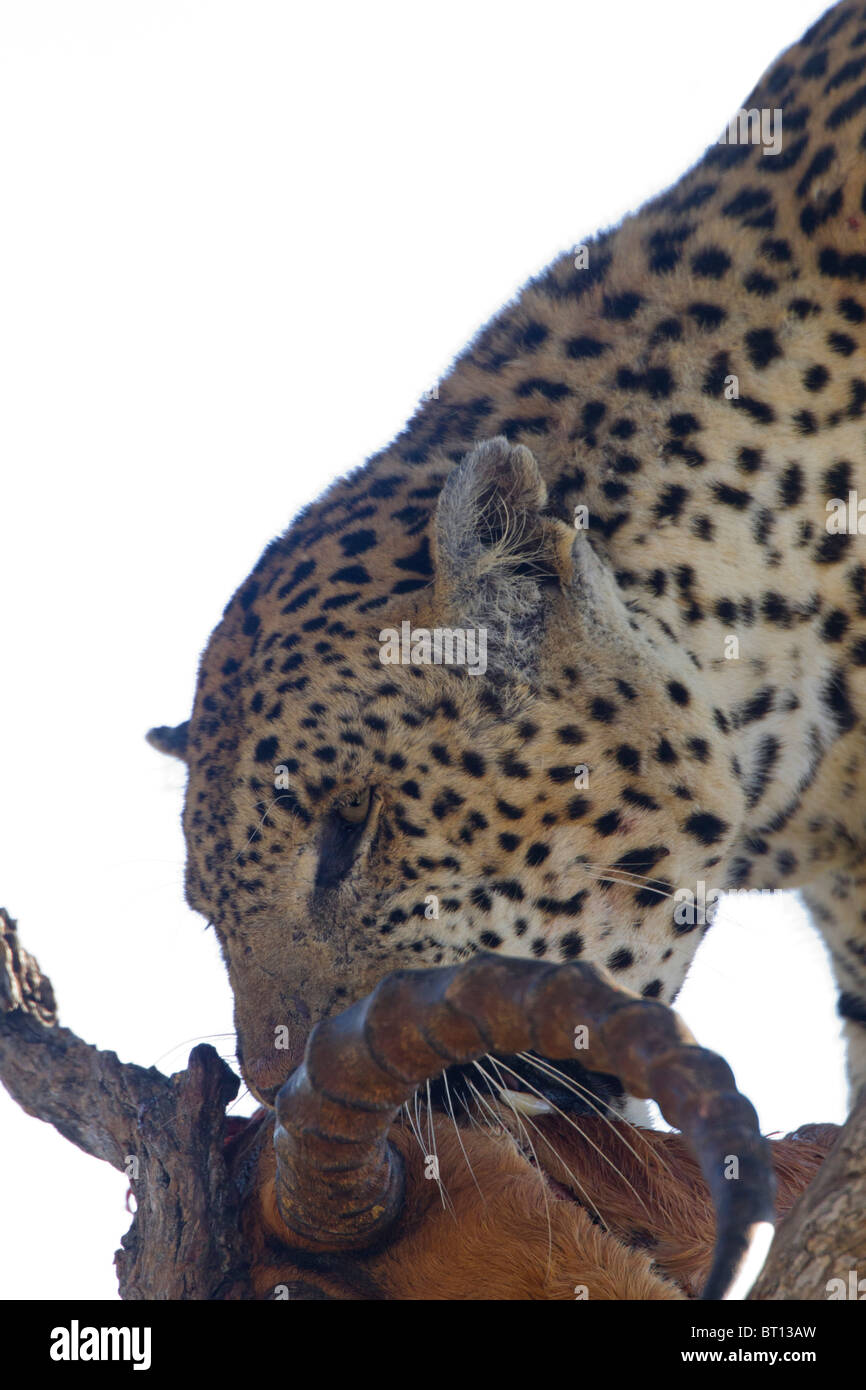 Leopard eating Banque de photographies et d’images à haute résolution ...