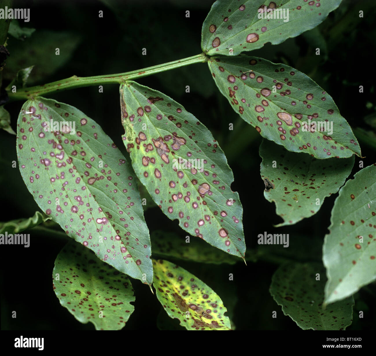 Botrytis fabae Banque de photographies et d’images à haute résolution ...