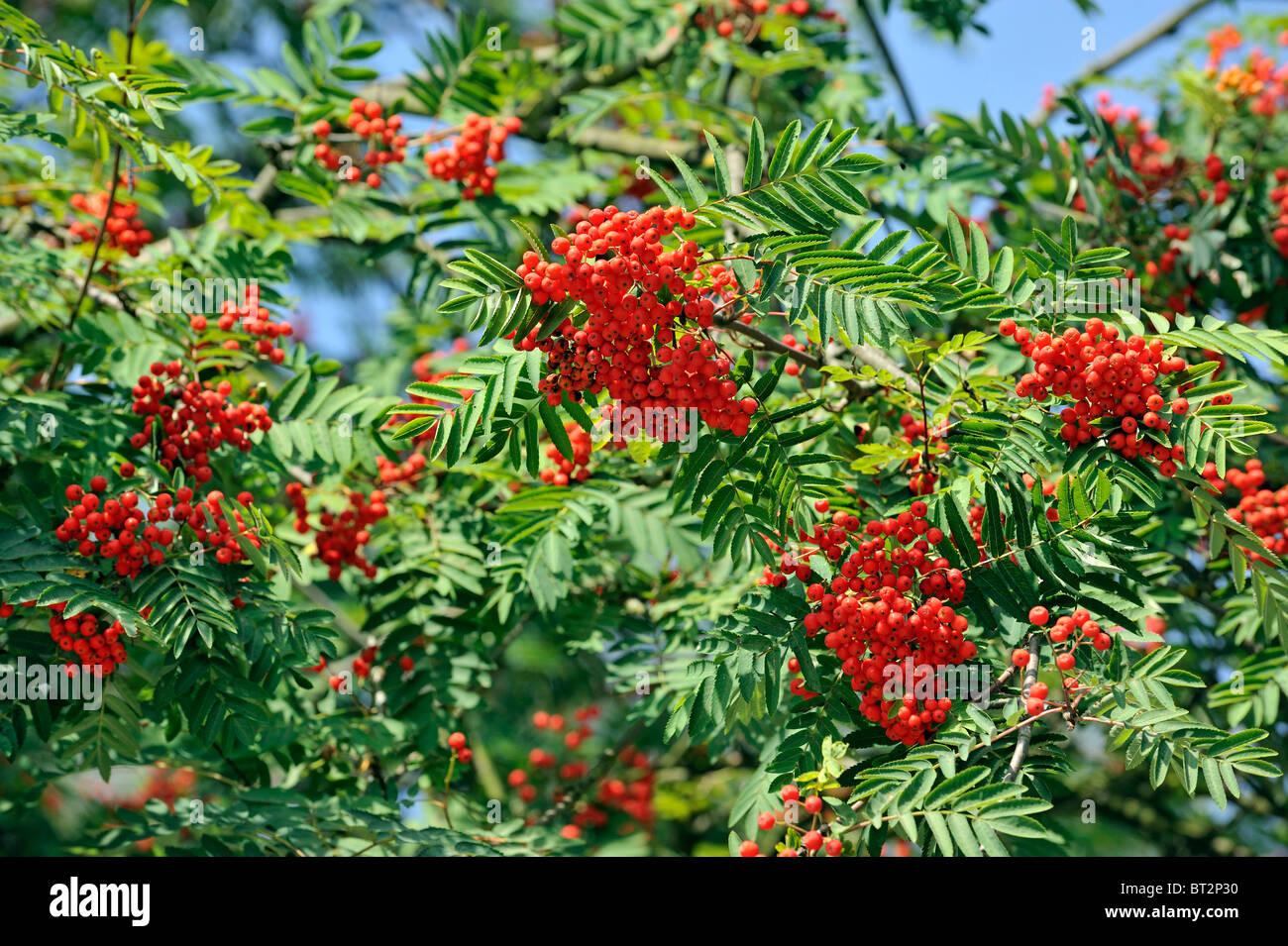 Sorbus aucuparia Banque de photographies et d’images à haute résolution ...