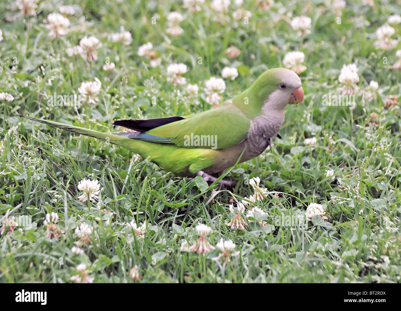 Perruche noire Banque de photographies et d’images à haute résolution ...
