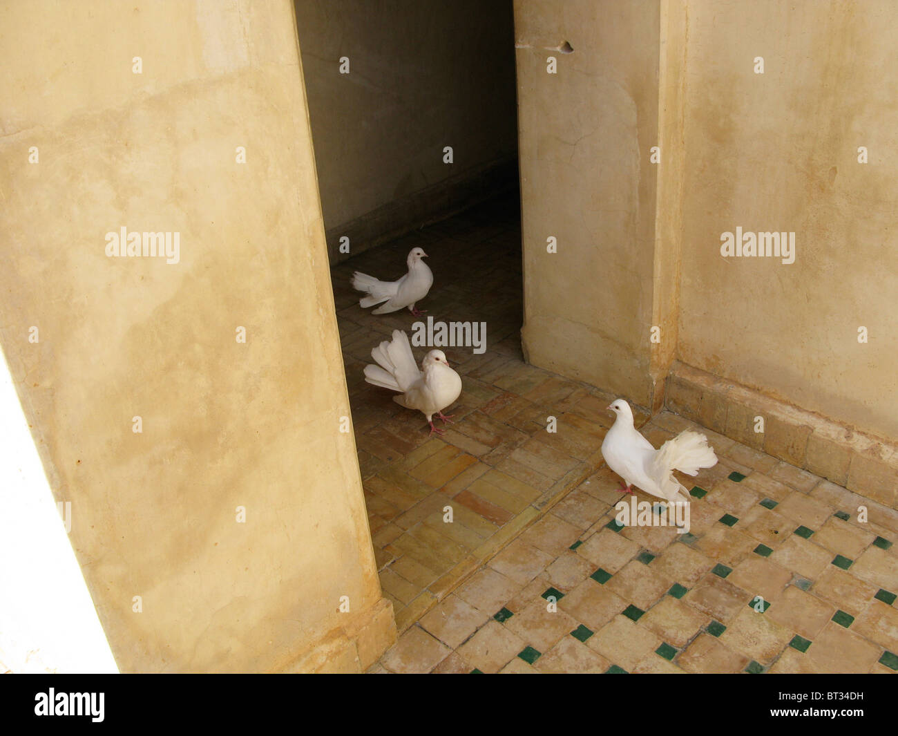 Trois colombes Banque de photographies et d’images à haute résolution ...
