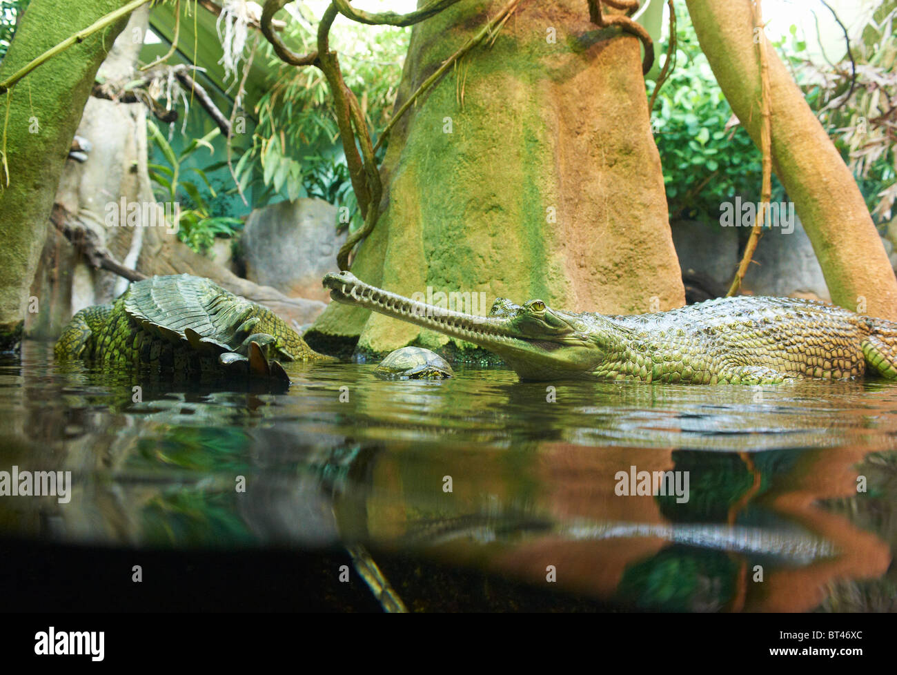 Crocodiles ghariens gavialis gangeticus Banque de photographies et d ...