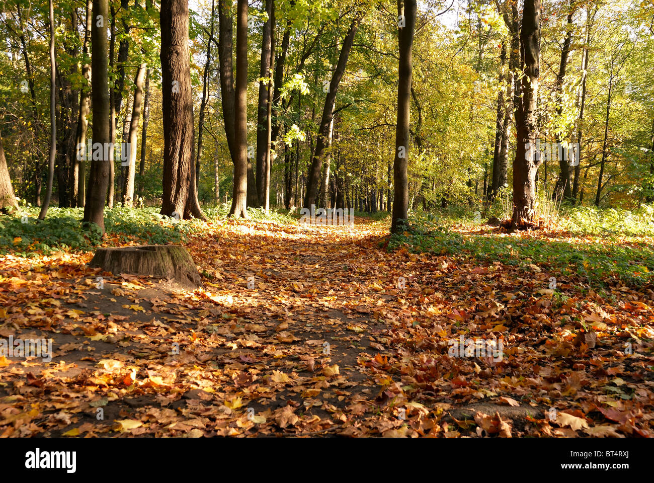 Feuilles d'automne sur un chemin forestier Banque de photographies et d ...