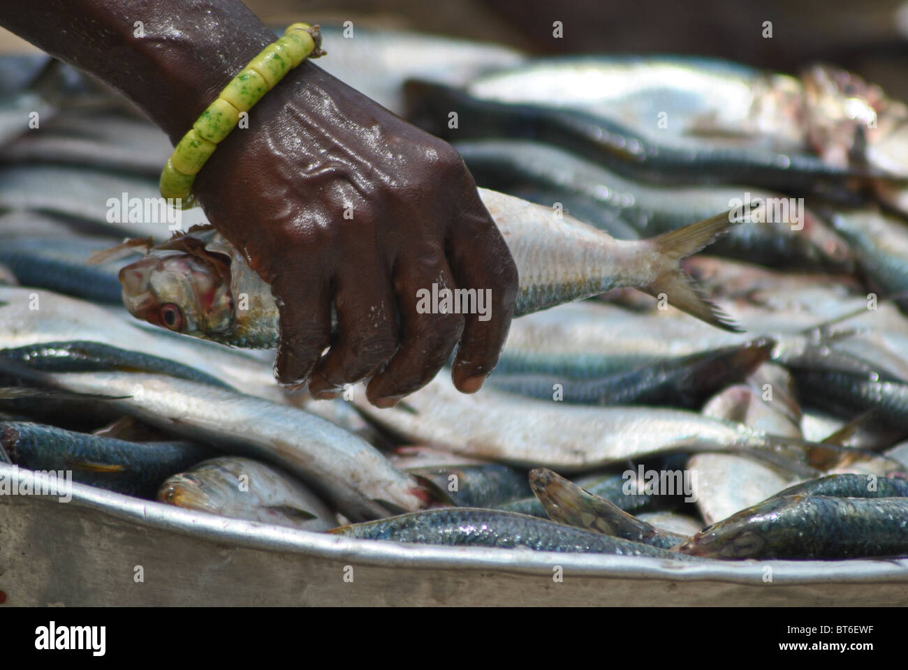 Afrique poisson poisson Banque de photographies et d’images à haute ...