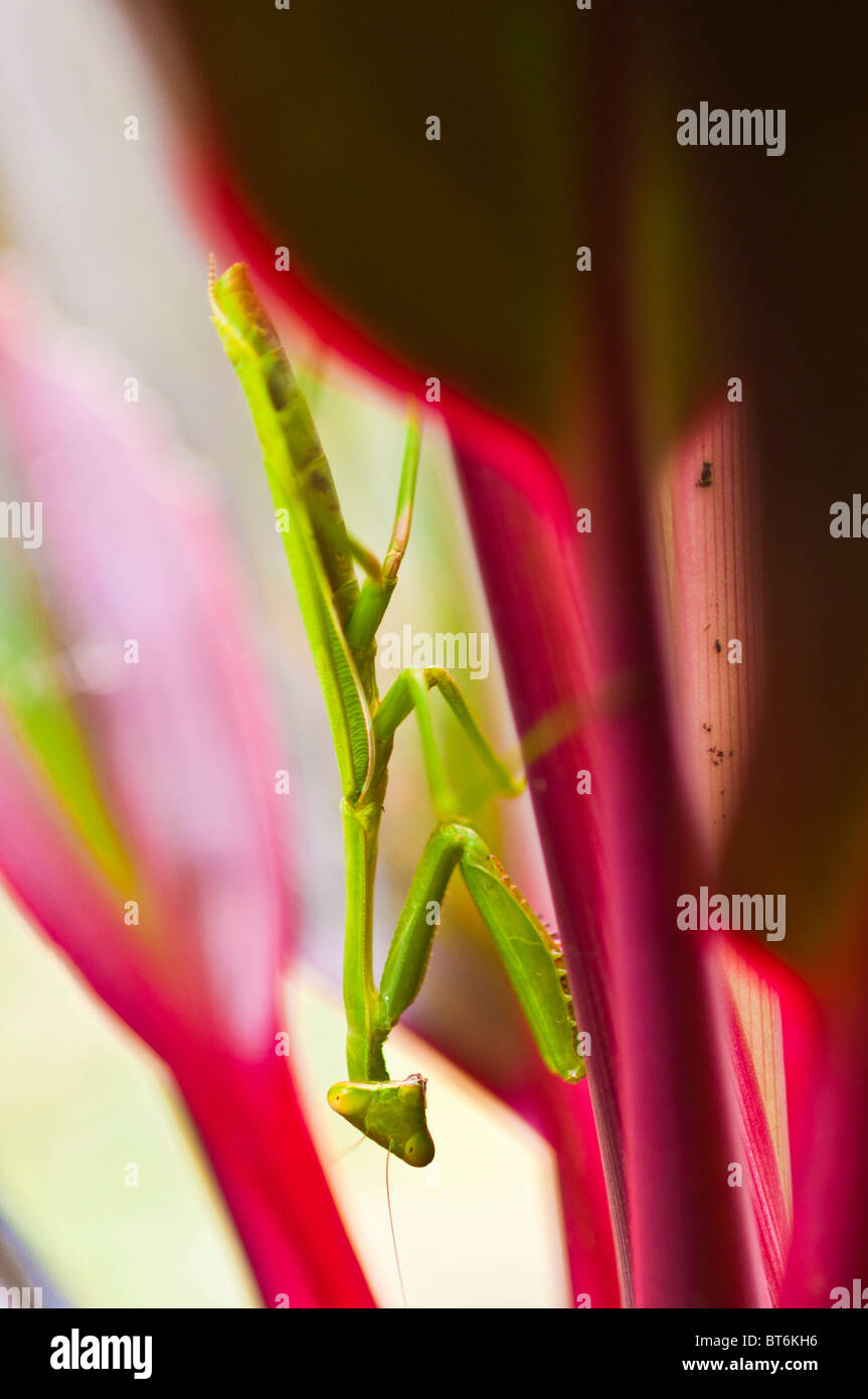 Praying mantis australia Banque de photographies et d’images à haute ...