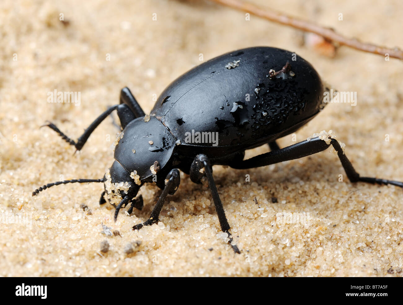 Tenebrionidae insecte Banque de photographies et d’images à haute ...
