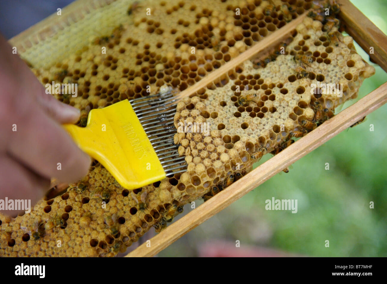 Abeilles varroa Banque de photographies et d’images à haute résolution ...