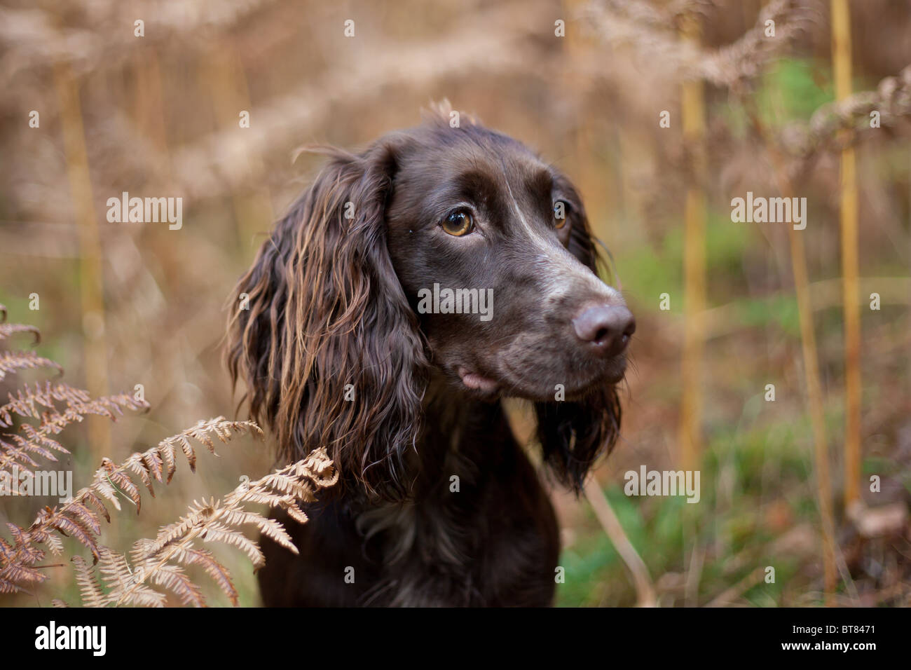Working cocker spaniel Banque de photographies et d’images à haute ...