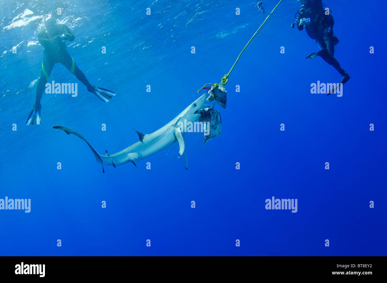 Alimentation Le requin bleu, Prionace glauca, Açores, Portugal, Océan ...