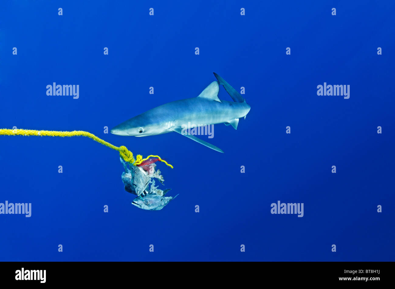 Alimentation de requin Banque de photographies et d’images à haute ...