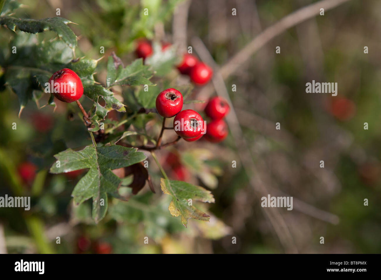 Hawthorne crataegus monogyna Banque de photographies et d’images à ...
