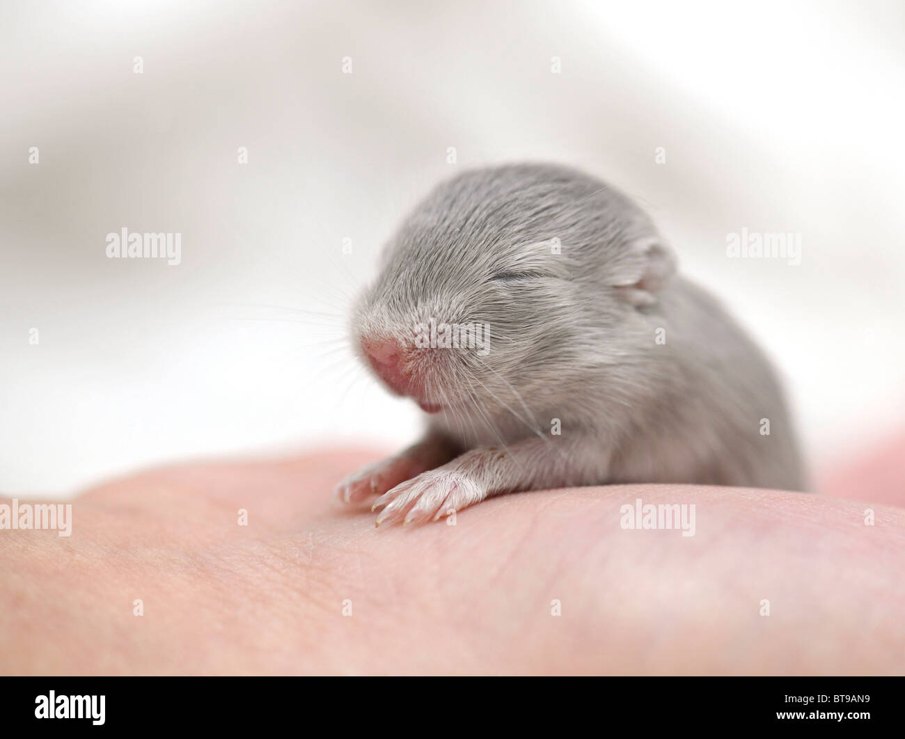 Grey gerbil Banque de photographies et d’images à haute résolution - Alamy
