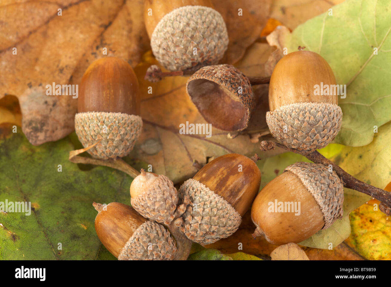 Feuille et glands Banque de photographies et d’images à haute ...