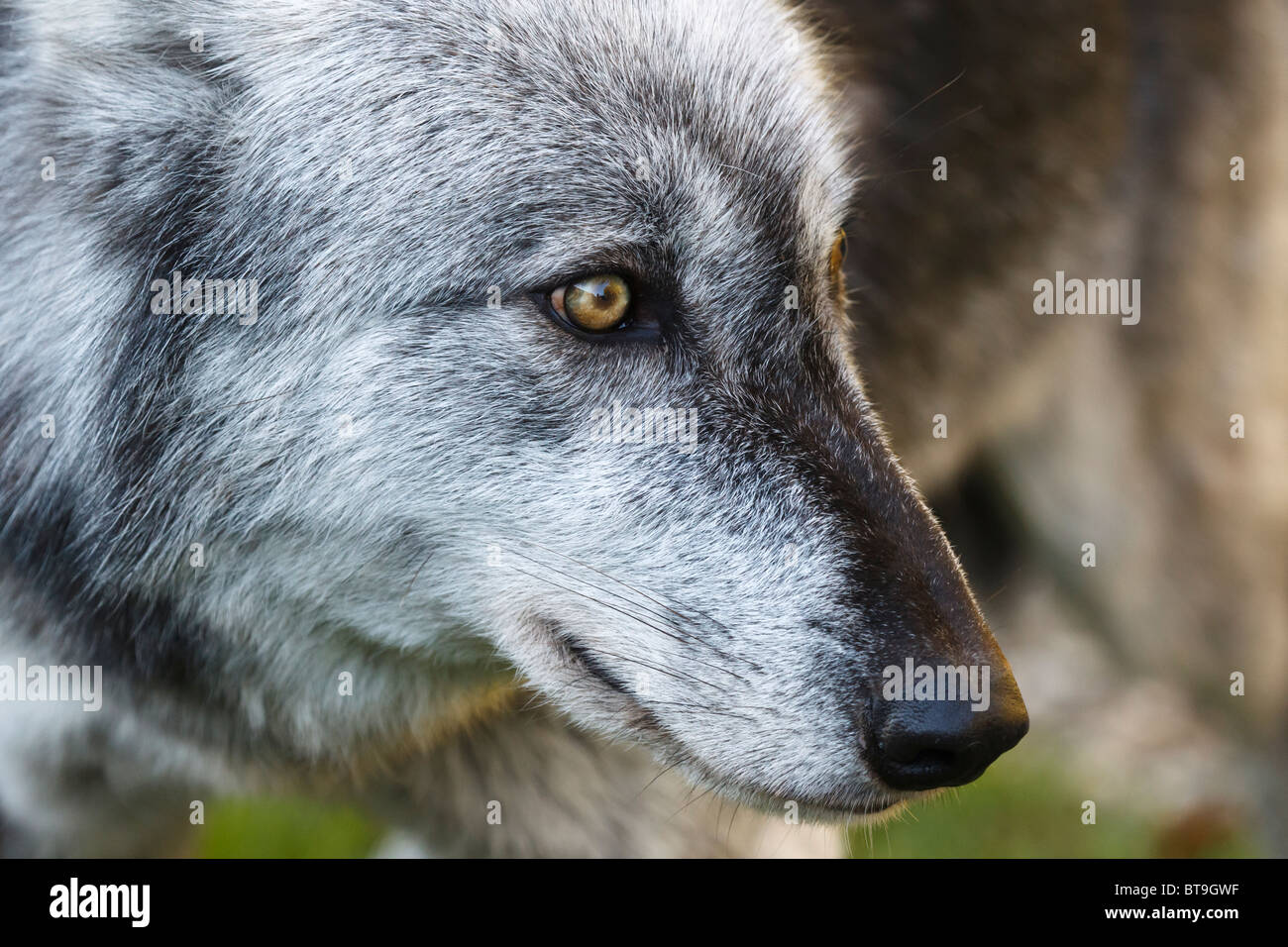 Un loup gris Banque de photographies et d’images à haute résolution - Alamy