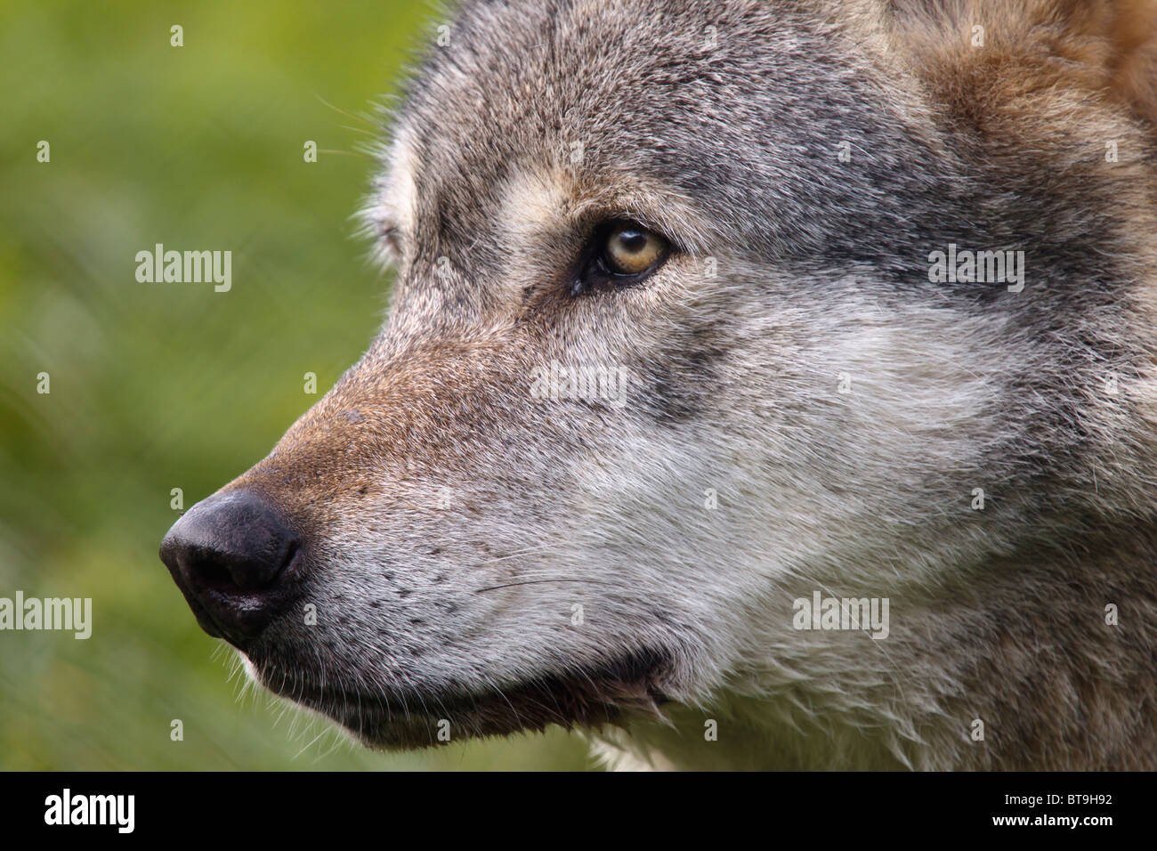 Visage de loup Banque de photographies et d’images à haute résolution ...