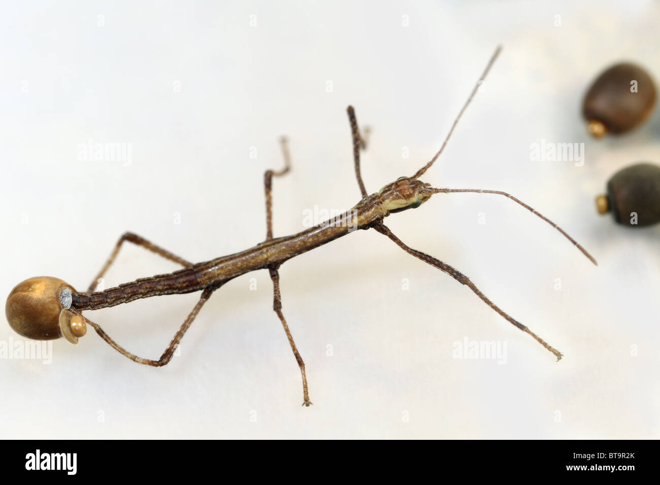 Phasme marche presque éclos. Le nouveau-né est en partie de l'insecte ...