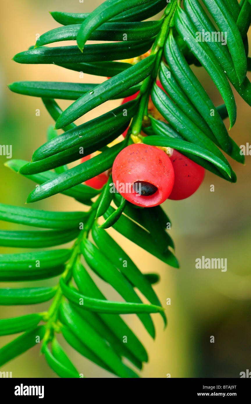 Baies Rouges Toxiques Banque d'image et photos - Alamy